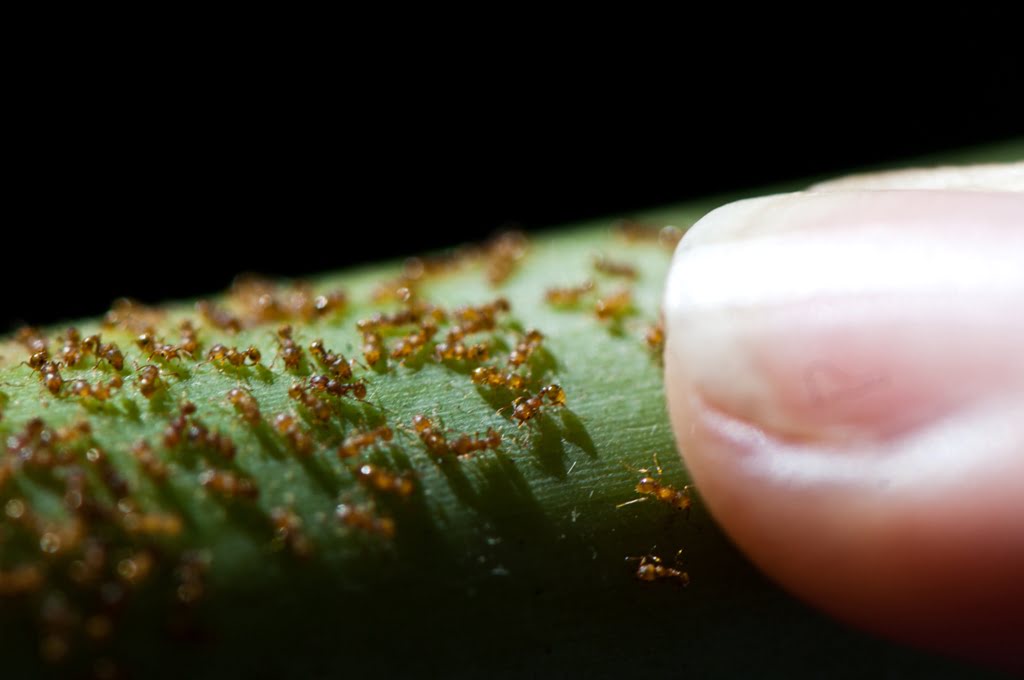 Rainforest Pests | Skyrail