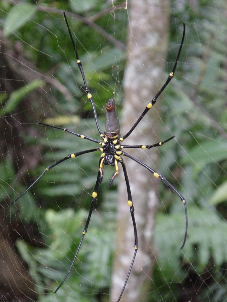 Golden Orb Spider Archives | Skyrail