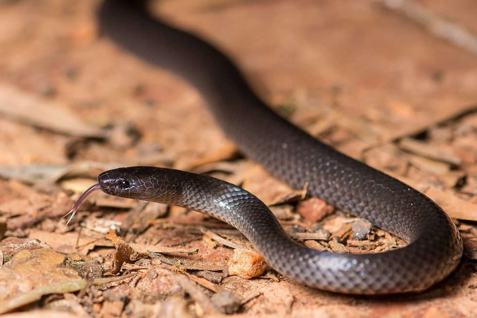 Slaty-grey Snake Archives | Skyrail