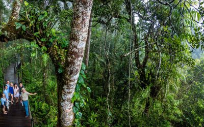Southern Cassowary | Skyrail